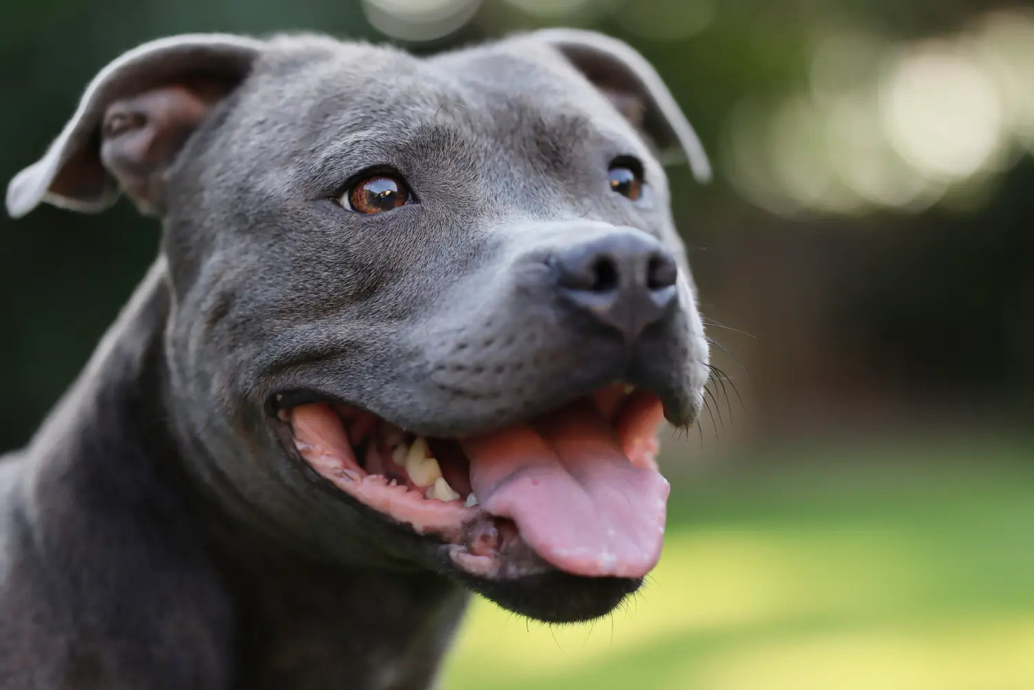 Muscle-bound marshmallows: Fiercely loyal with soft hearts - Canine ...