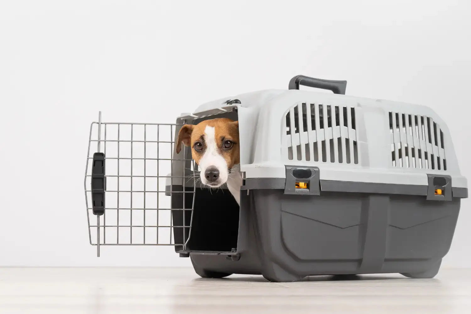 Dog Carrier Buying Guide: How to Choose the Best One for Your Pet ...