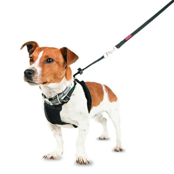 Buy Dog Harnesses Online | Canine & Co